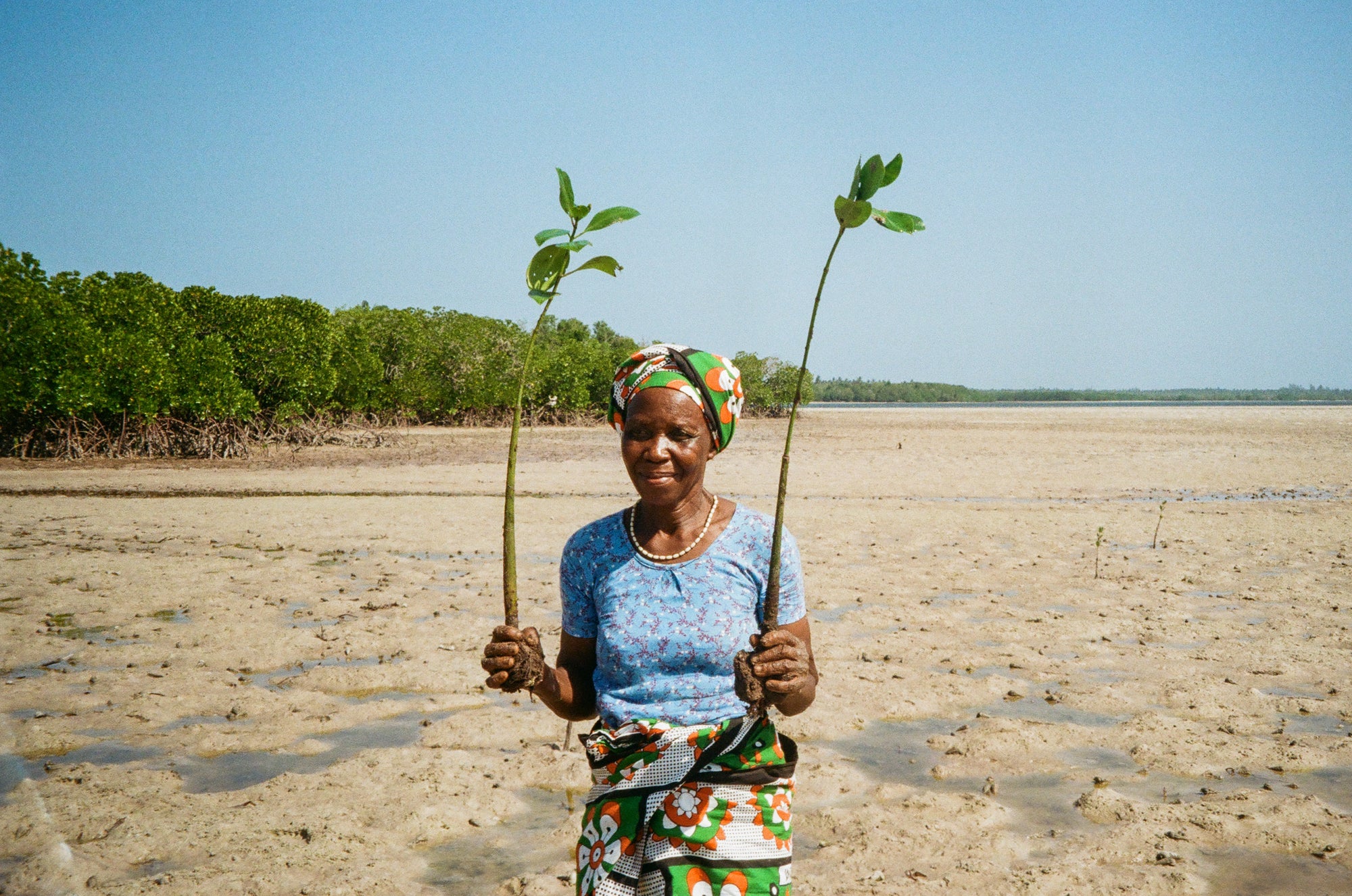OCEANR and SeaTrees Partner for Mangrove Conservation - OCEANR